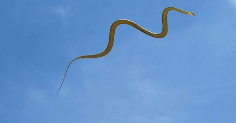 Cobras voadoras pulam em árvores e viram um enigma para cientistas ...