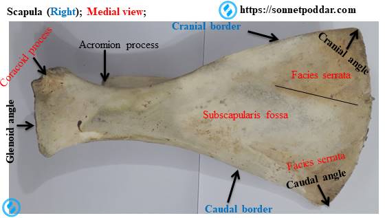 Anatomy of Scapula of Goat (Identification) - Veterinary Anantomy