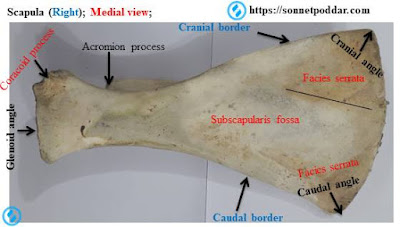 Anatomy of Scapula of Goat (Identification) - Veterinary Anantomy