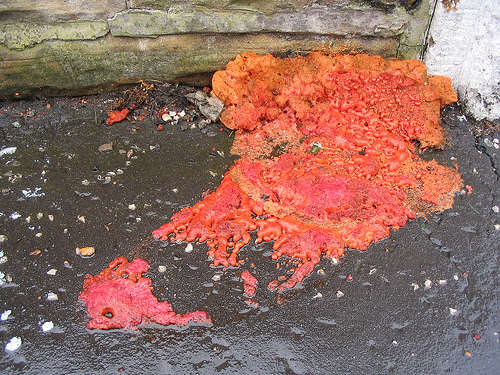 Product Review: V8 Tropical Fruit and Vegetable Juice