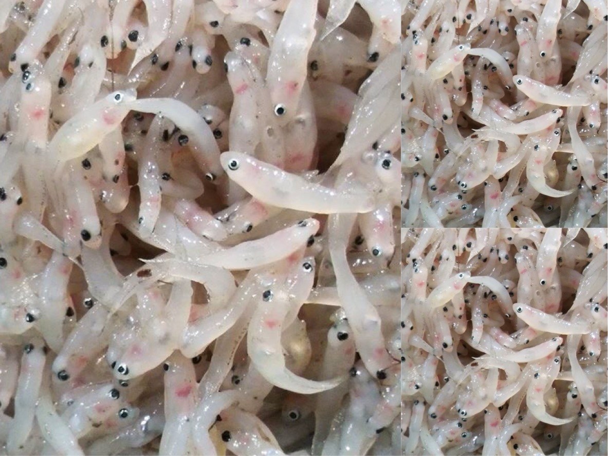 The Smallest Fish is Found in Buhi