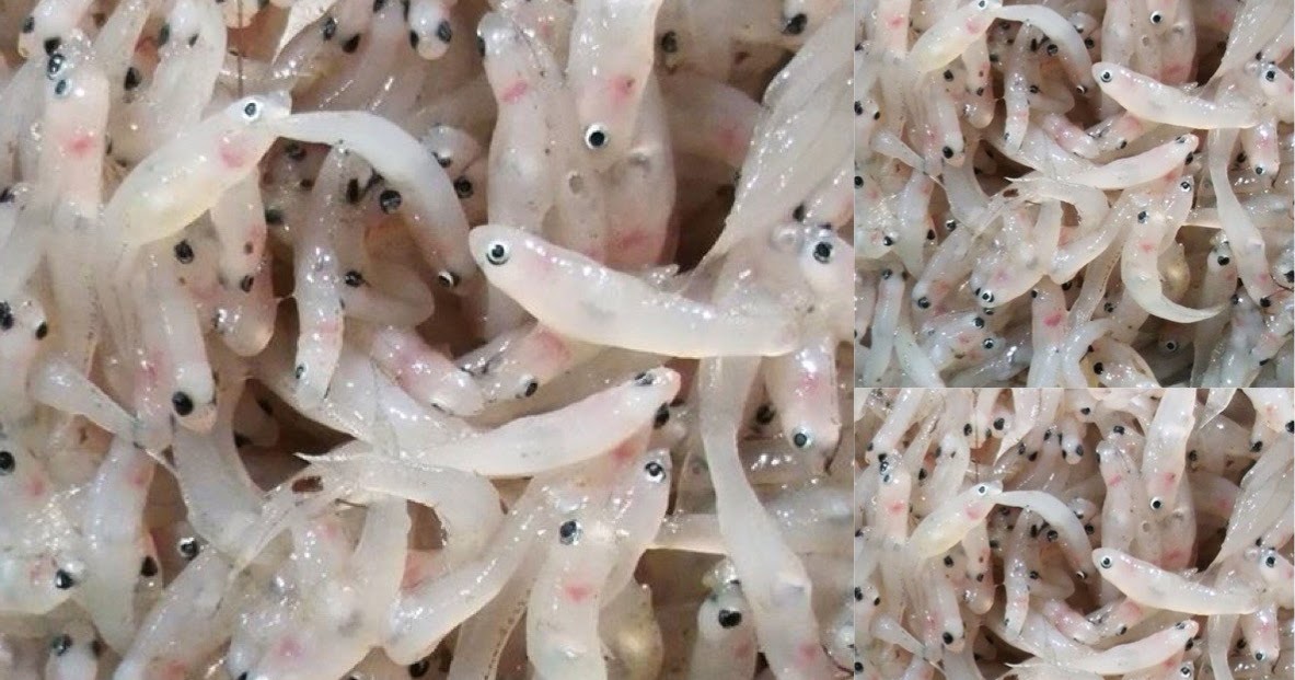 The Smallest Fish is Found in Buhi