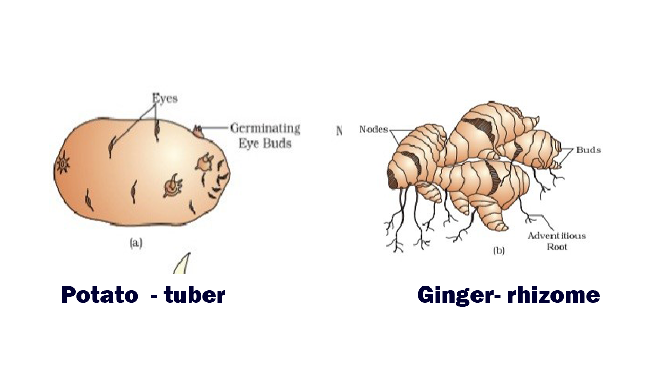 Offspring formed due to sexual reproduction have better chances of ...