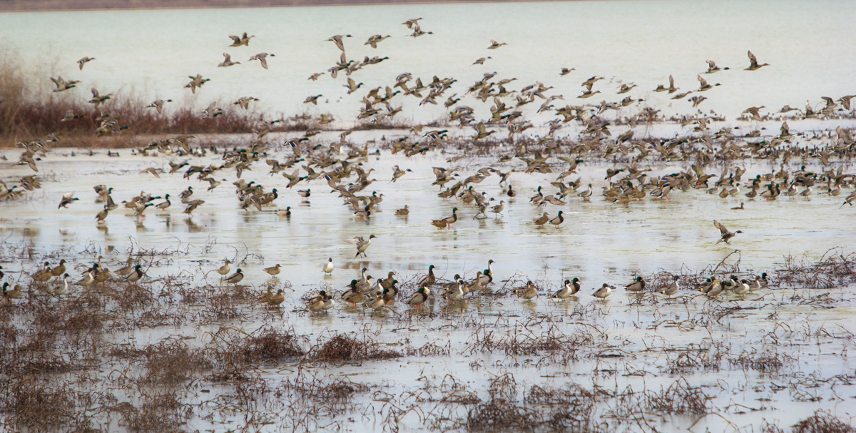 Friends of Hagerman National Wildlife Refuge: Duck, Duck, Goose