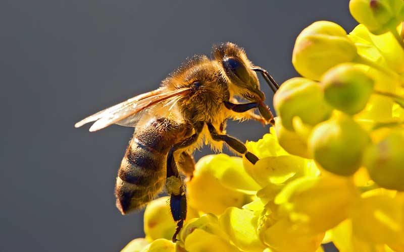 Las abejas son la especie más importante del planeta - Tu Parada Digital