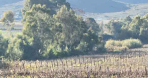 .: Robertson Wine Valley's Wacky Wine Weekend 10. Arendsig