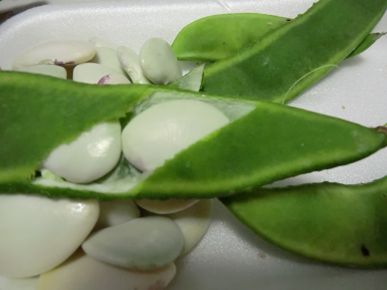 Blog de cocina y recetas culinarias : Judía garrofón para paella