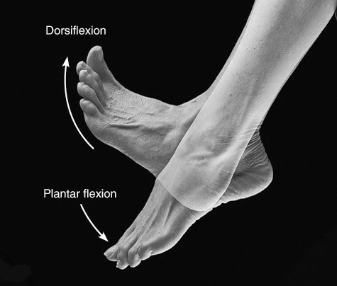 Skocni zglob: Fizikalni pregled