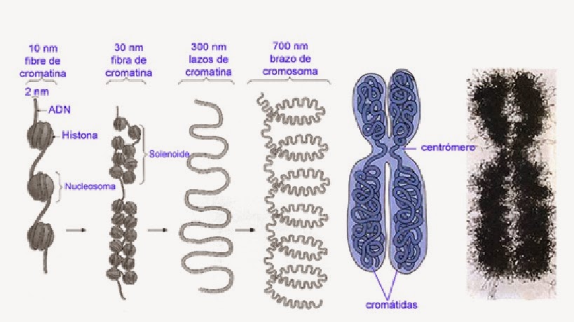 Café y Biología: Lección 21 Cromosomas