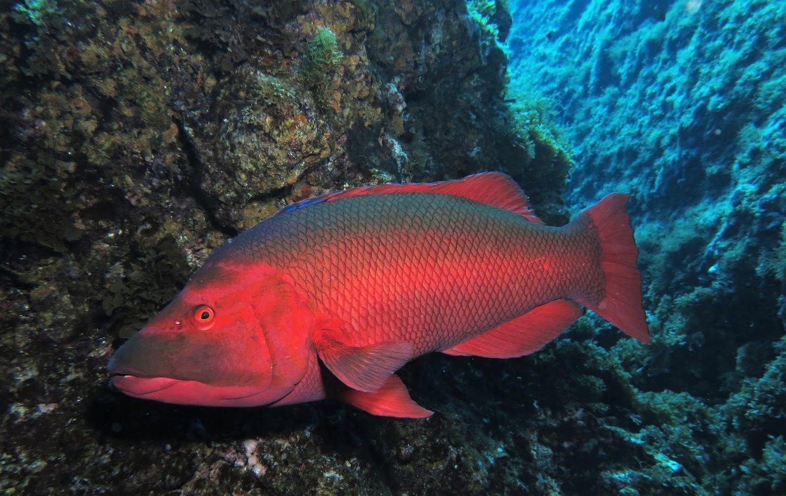 Mergulho nos ilhéus das formigas, Julho 2017