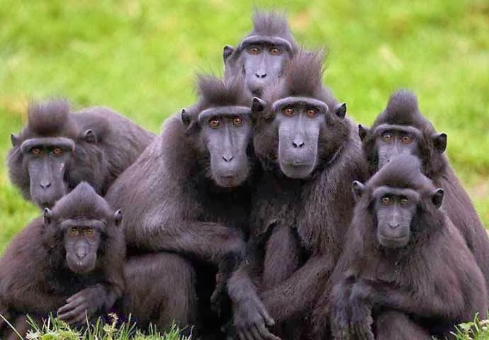 Gaya Rambut “Punk” ala Kera Hitam Sulawesi | Basecamp Petualang