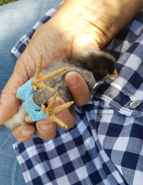 Spraddle Leg and Curled Toes in Baby Chicks | Prevention and Treatment ...