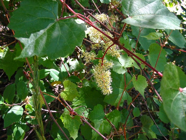 Trees Planet: Vitis arizonica - Canyon Grape - Arizona Grape