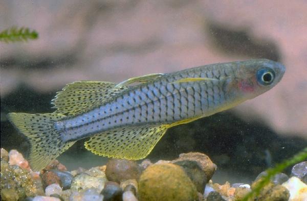 INDONESIAN FRESHWATER FISH COMMUNITY - IFFC: RAINBOW II