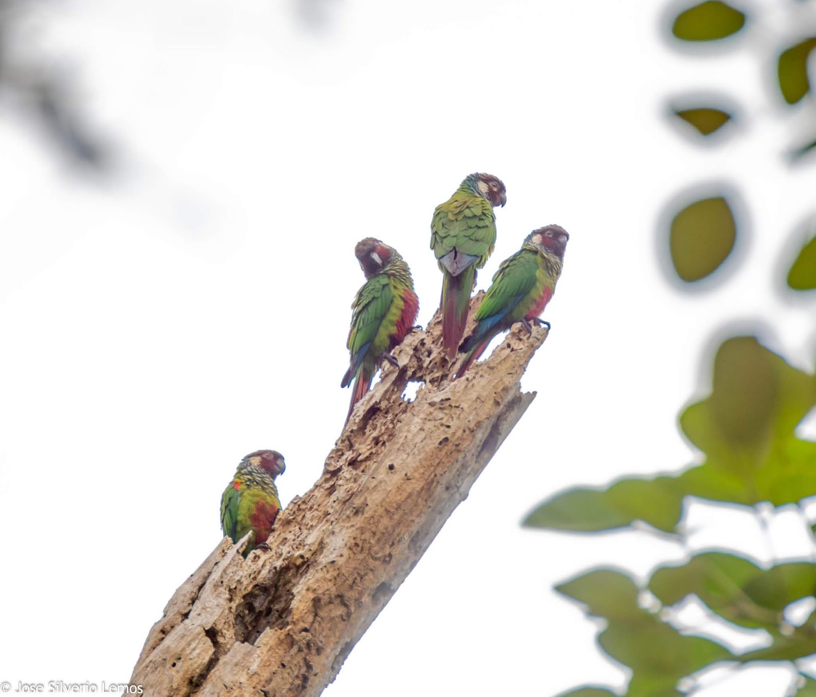 JORNAL DAS AVES e Peixes !: PASSARINHADA NO RIO DOCE.