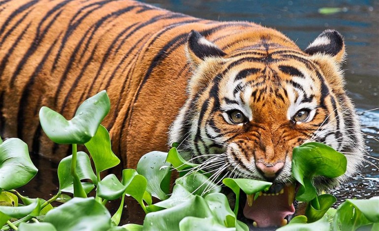 Believe in Happiness: Unheard Roar