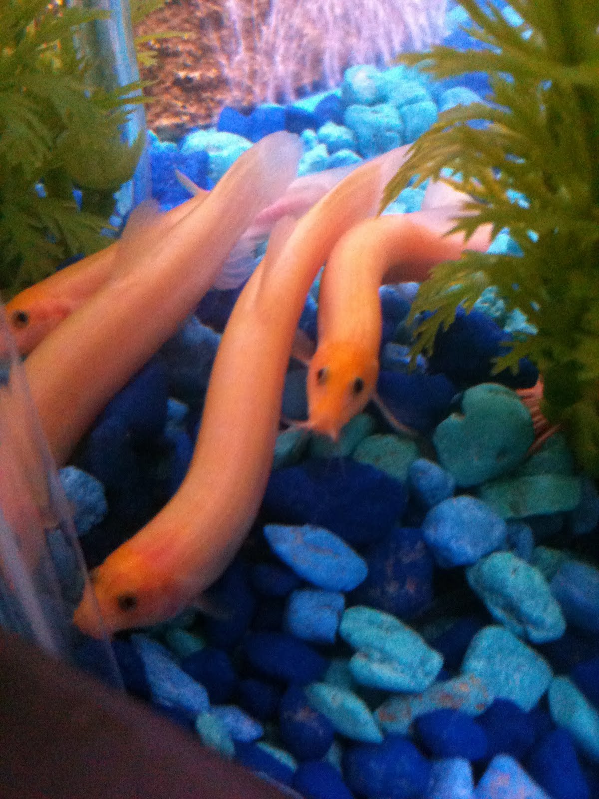 Freshwater Aquariums: Golden Dojo Fish