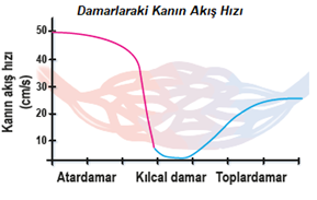 BİLKEM: DOLAŞIM SİSTEMİ 1 ( KALP, DAMARLAR VE KAN)