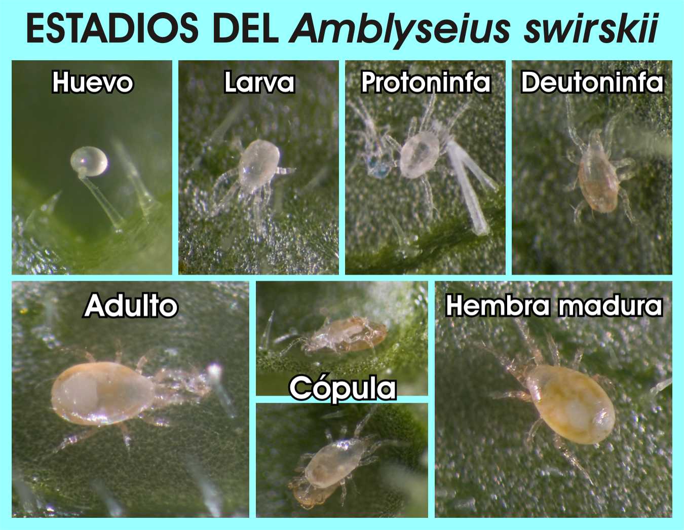 Homo agricola: Desmontando al swirskii. (Capítulo 1. Reconociendo al ...