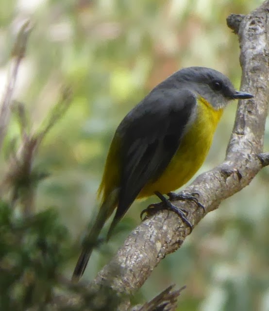 Birds in the Carwoola area: A note on Eastern Yellow Robins