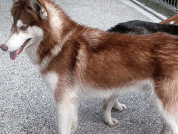 alla ricerca del Siberian Husky: Colori del Mantello nell'husky