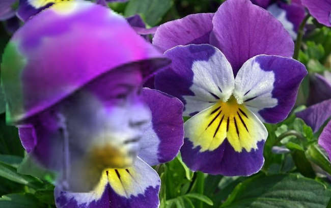 Cánh Hoa Pensée - Đặc San Lâm Viên