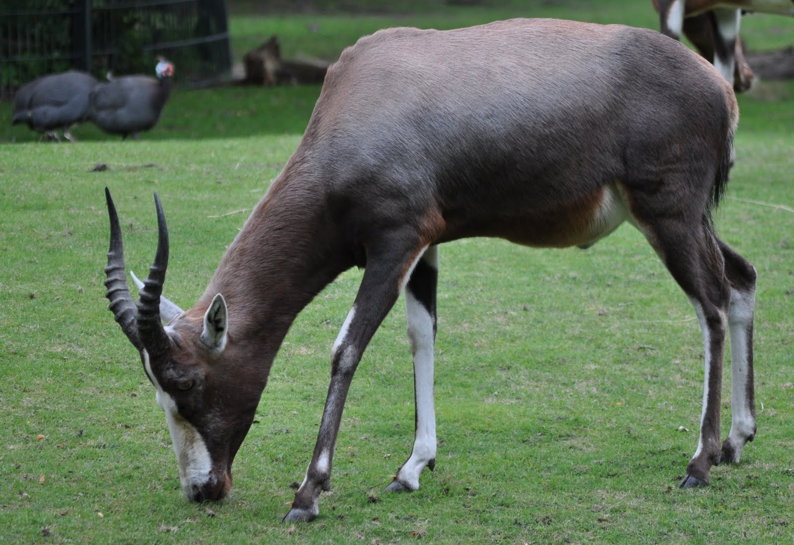 ZOOTOGRAFIANDO (6.100 ANIMALS): BLESBOK / BLESBOK (Damaliscus pygargus ...