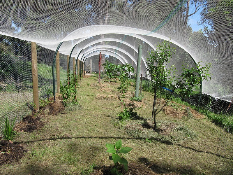 Badger Farm: bird netting for fruit trees