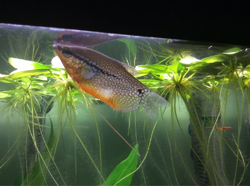 Cara Lengkap Budidaya Ikan Sepat Mutiara (Pearl Gourami) - cara ternak ikan