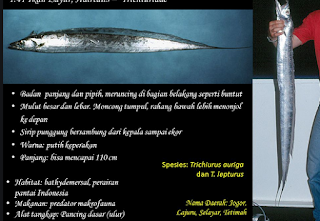 Ciri Ciri Ikan Layur | IKAN DAN LAUT