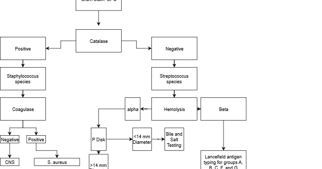 Differentiating Staphylococcus from Streptococcus