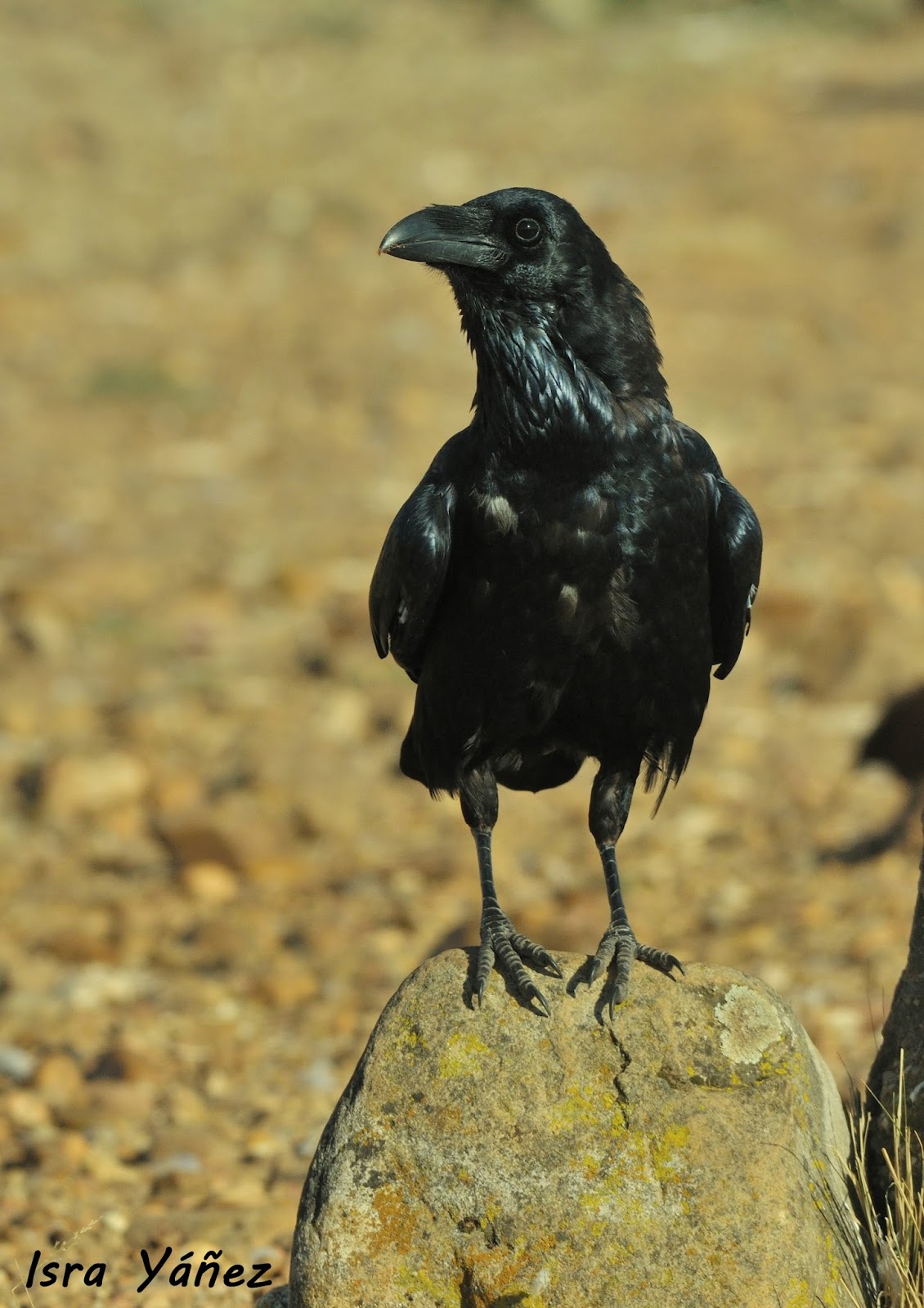 Naturaleza de Quintanilla del Agua (Burgos): Septiembre en "Las ...