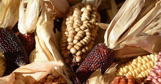 Clase de Anabel: COÑECENDO O MILLO (III).