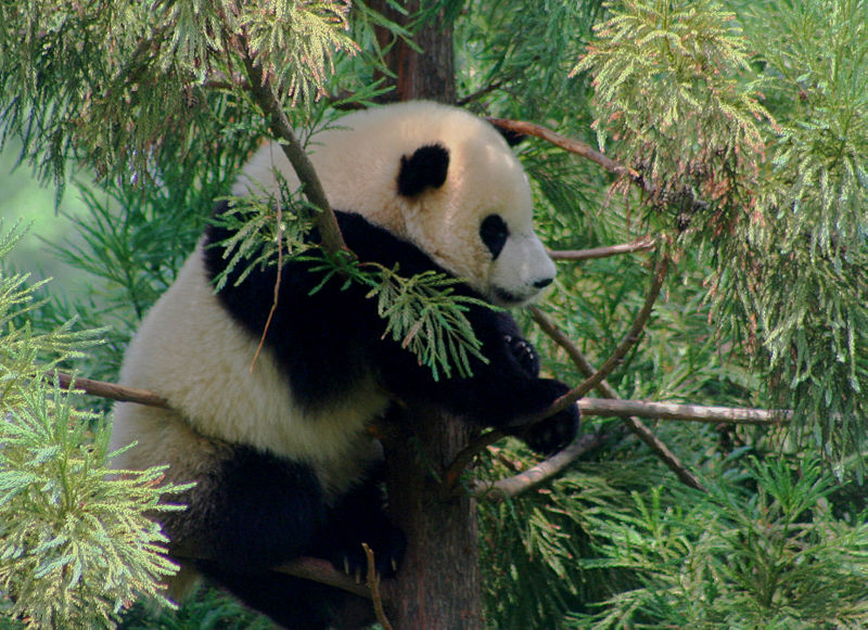 Giant Panda with the Bamboo: Beautiful Amazing Panda Animal Safari ...