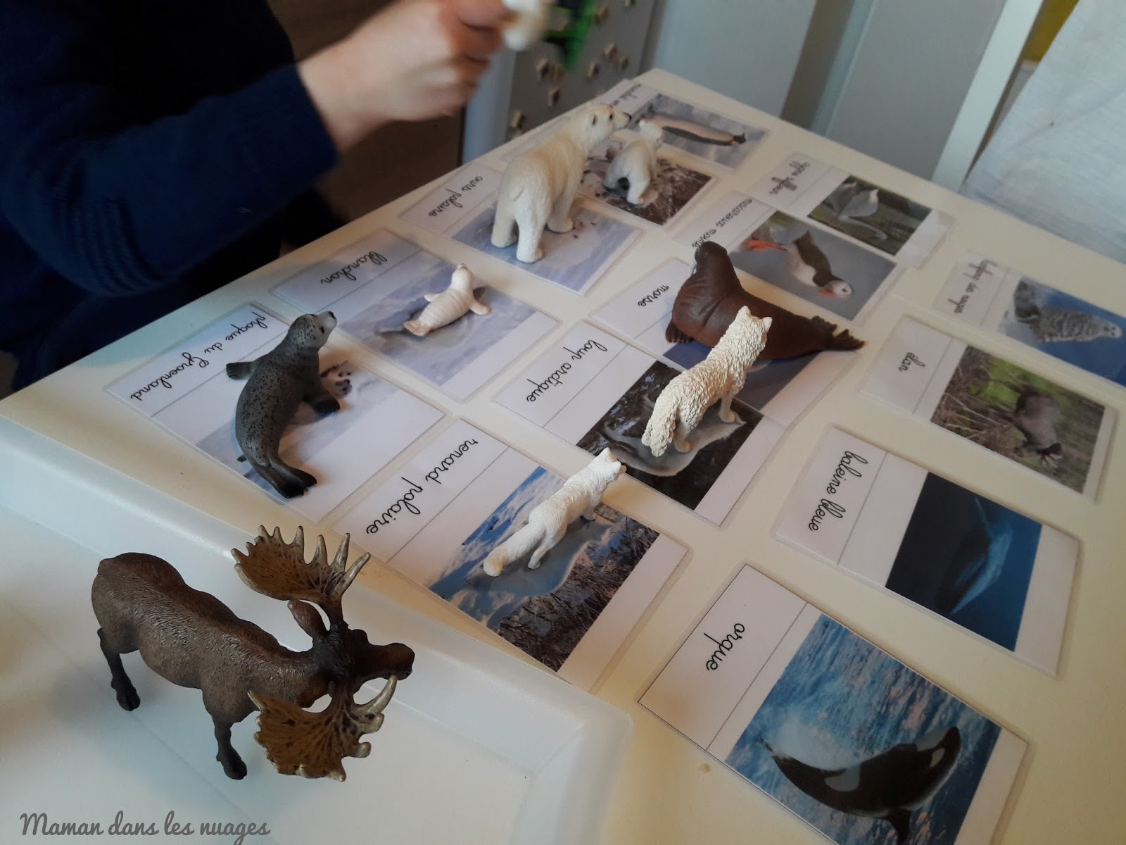 Maman dans les nuages: Cartes de nomenclature des animaux des régions ...