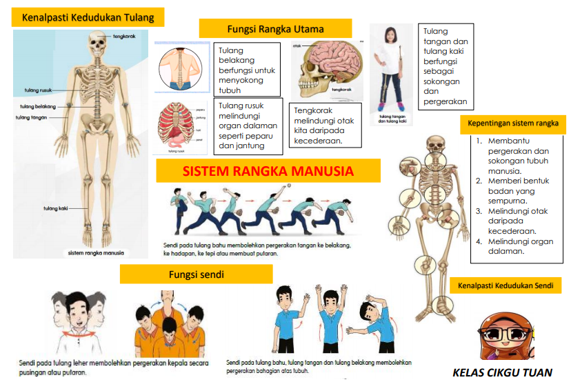 SISTEM RANGKA MANUSIA TAHUN 5