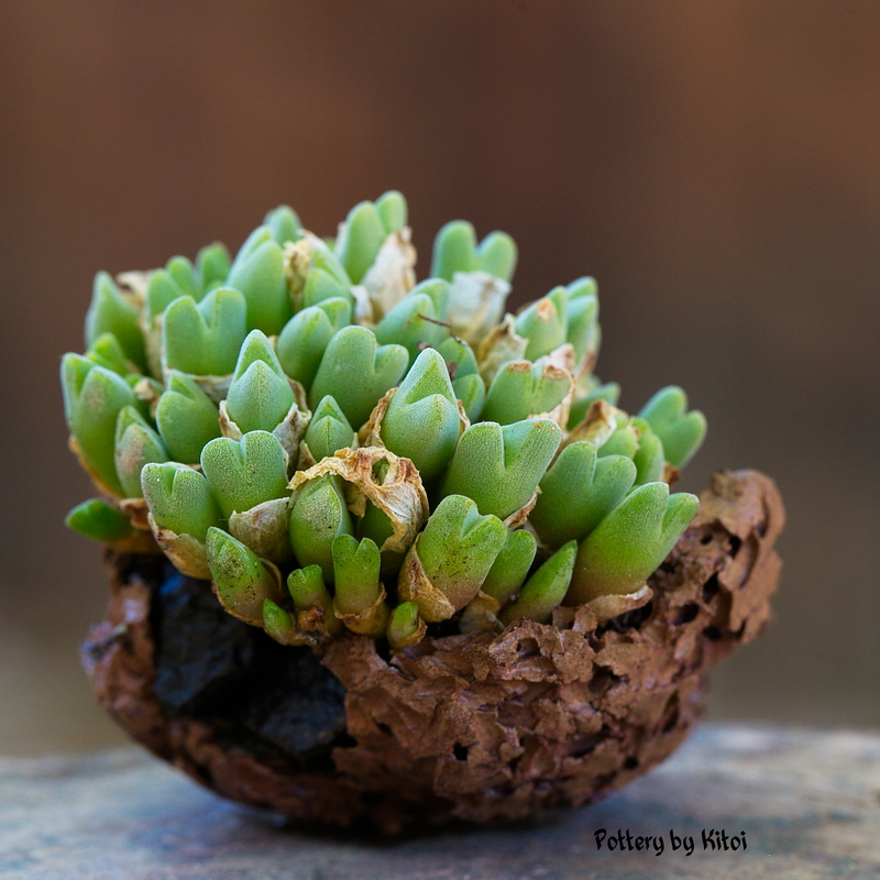 Pots and plants by Kitoi