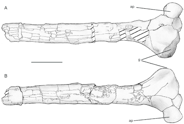 My Prehistoric Saga: What If: Are Giganotosaurus and Mapusaurus the ...