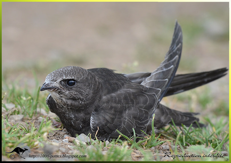WILDLIFE GATEWAY: Martinet noir - Apus apus