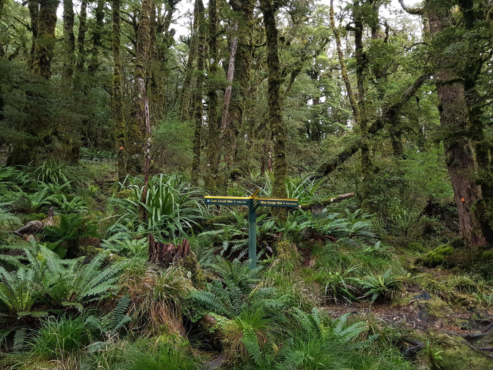 Tramping the Tararuas: Blue Range Hut