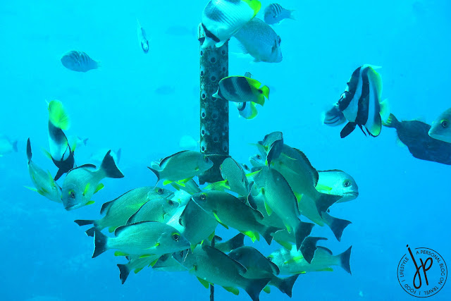 Is Fish Eye Marine Park Worth the Visit? - Jena Pastor | Travel, Food ...