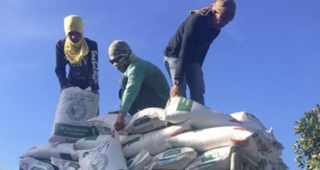 IRRI News: Philippine rice farmers receive 46k bags of two IRRI ...
