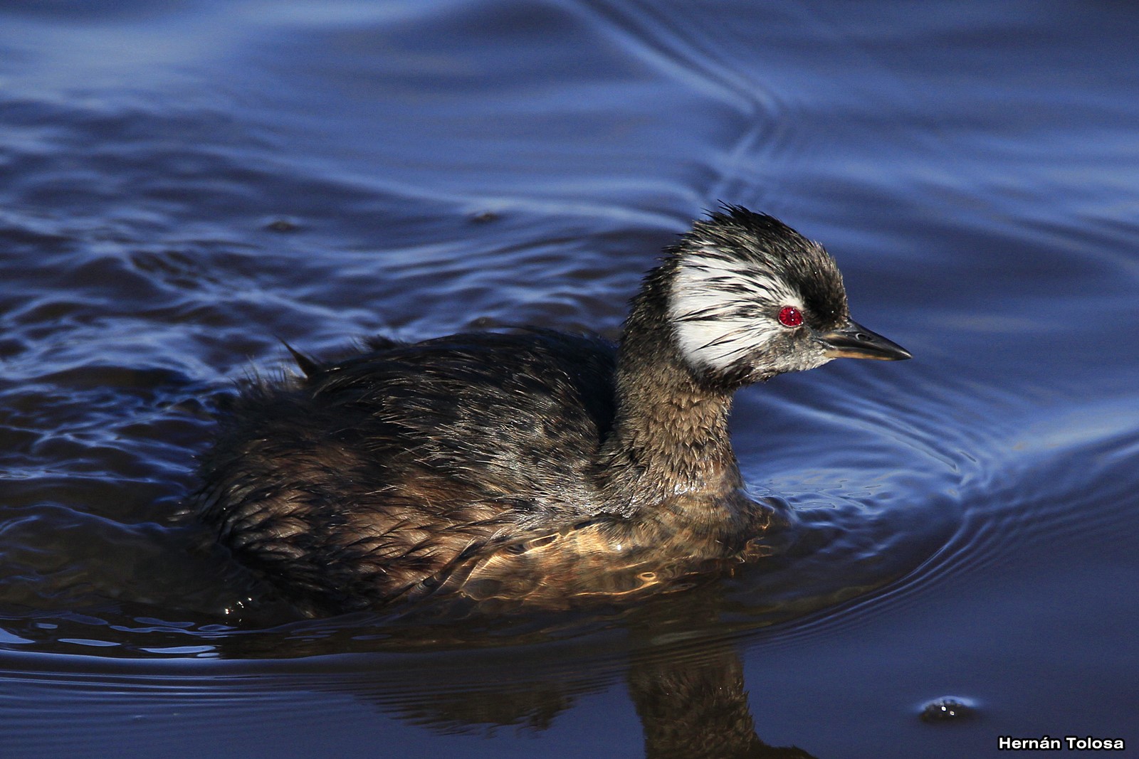 Club de Observadores de Aves de San Miguel del Monte: Censo de ...