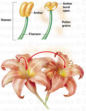 The world of plants and flowers: Pollination