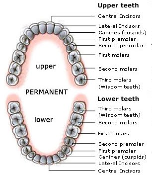 Coil Spring | 966 Days of Braces