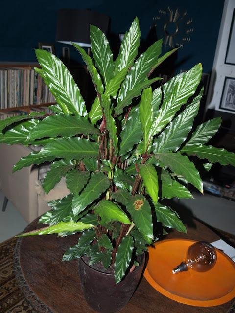 Calathea Wavestar - Zwei grüne Daumen