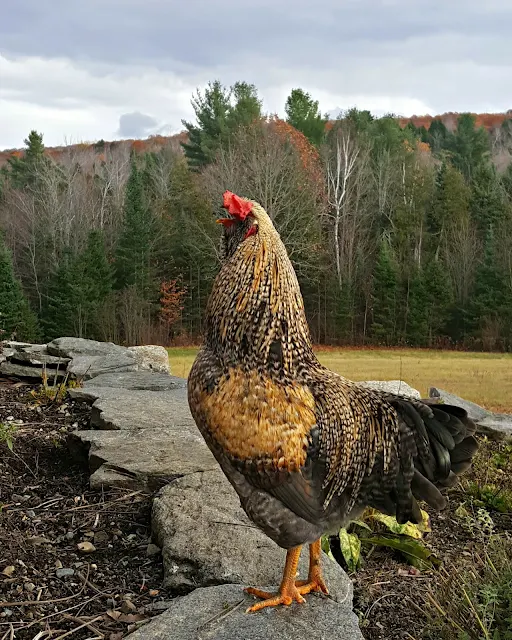 How Loud is a Rooster's Crow? - Fresh Eggs Daily® with Lisa Steele