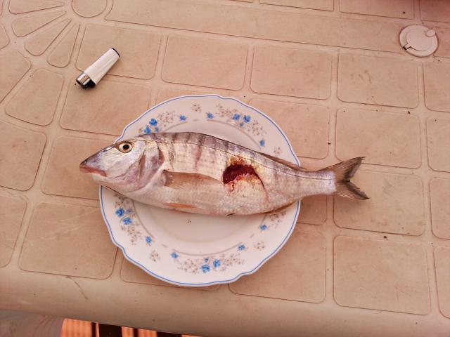 PENSANDO EN PECES: Verano De Pesca 2014 / Magre 700 Gr