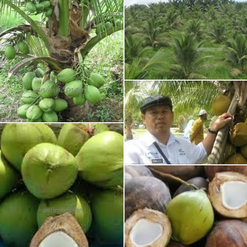 Anim Agro Technology: KELAPA MUDA, NUTRISI DAN CARA MEMILIHNYA