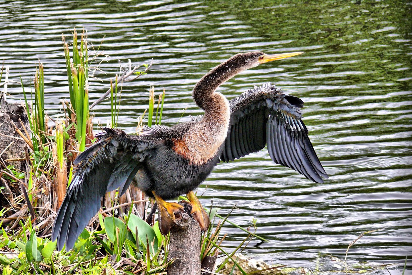 Everglades National Park